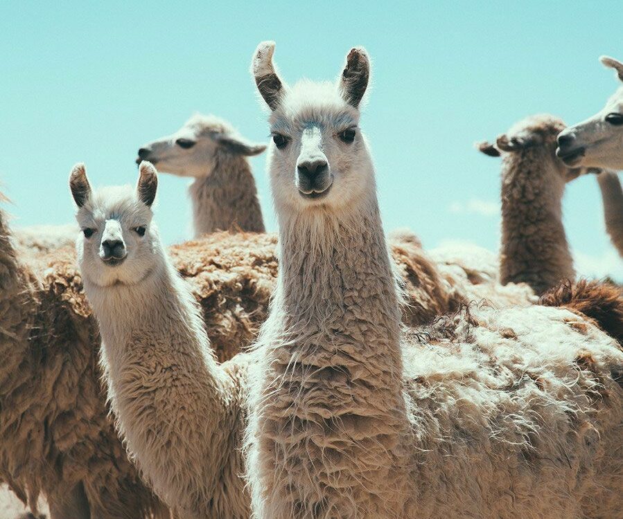 Des anticorps de lama pour traiter la schizophrénie : une avancée ...